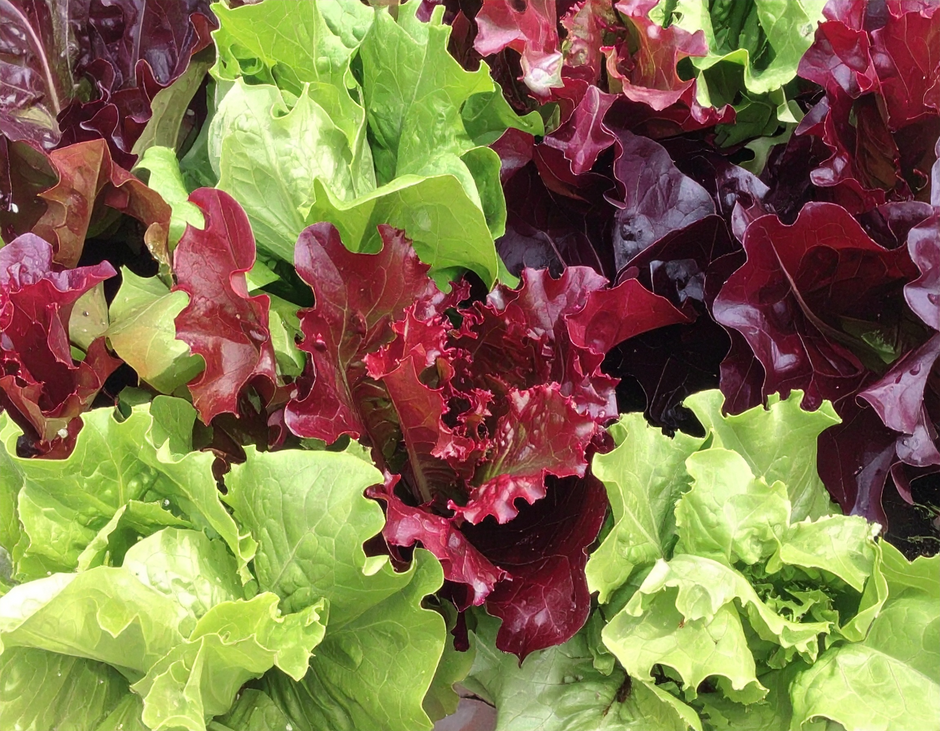 Lettuce – Imagine Seeds